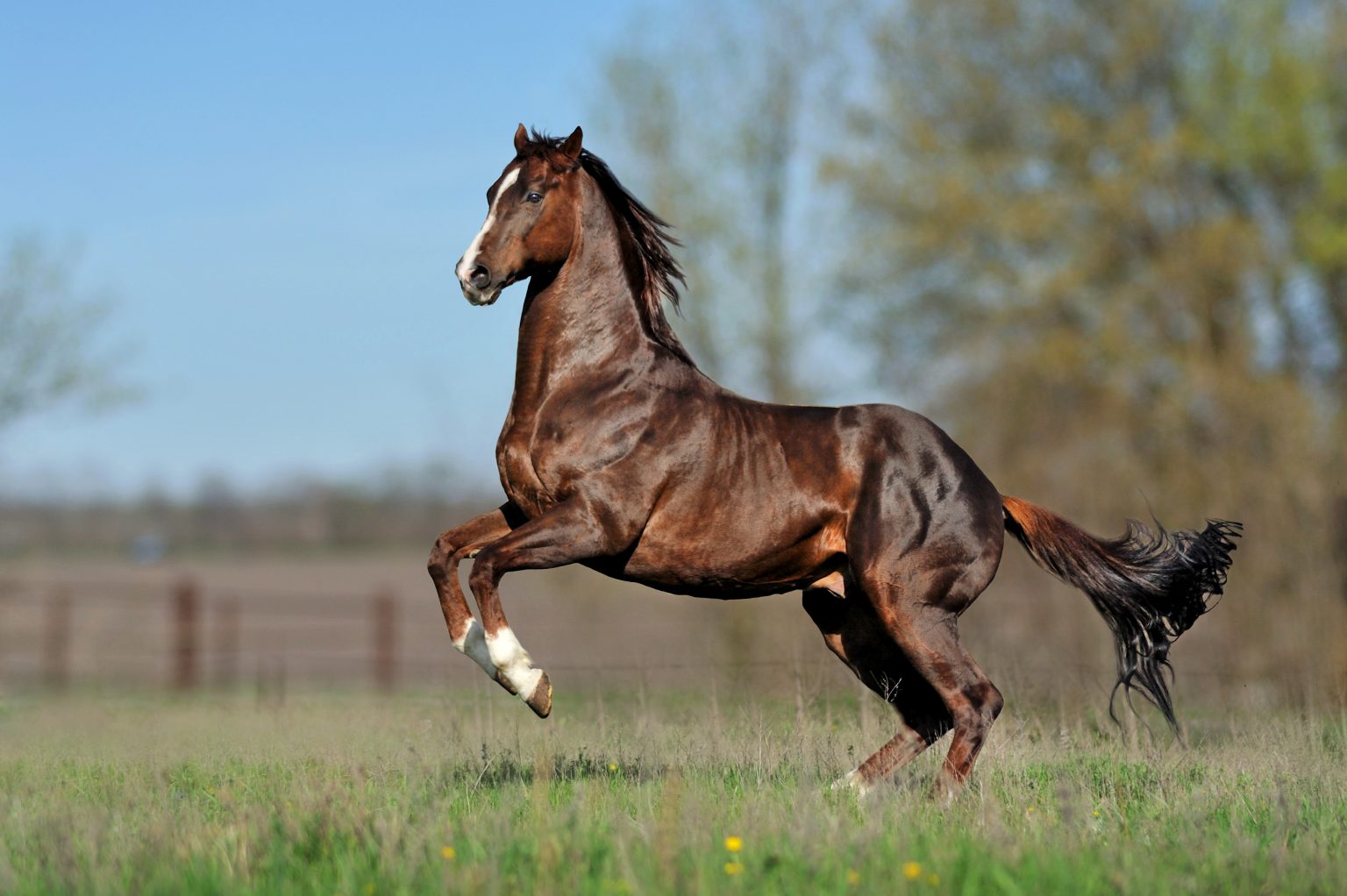 Thoroughbred: The Epitome of Speed and Grace in the Equestrian World ...