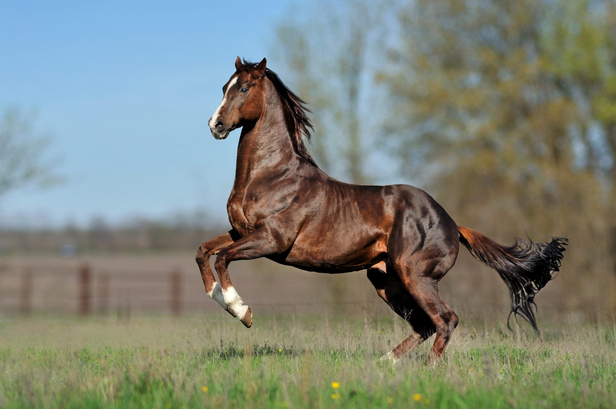 Thoroughbred: The Epitome of Speed and Grace in the Equestrian World ...