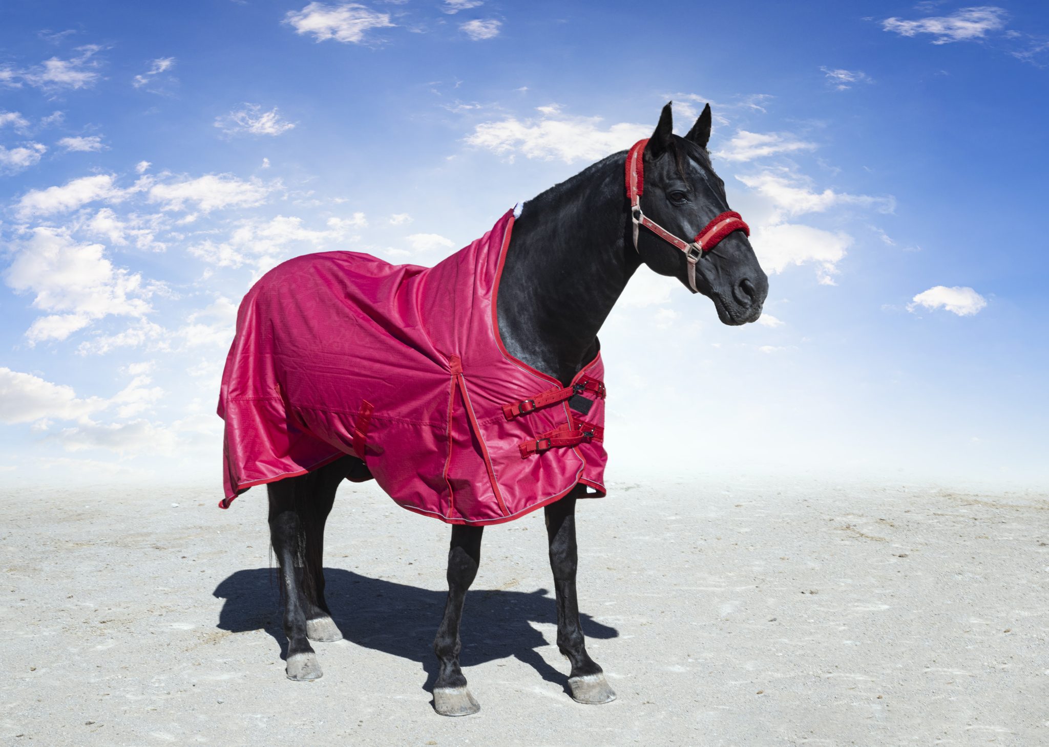 The Essential Guide to Horse Blankets - Equestrian Studio